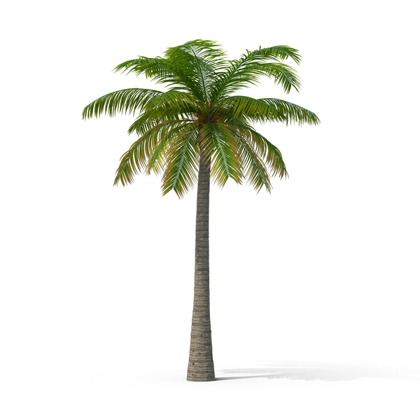 Beach Tree PNG Images & PSDs for Download | PixelSquid - S116106057