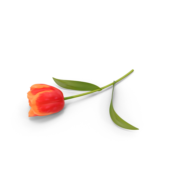 Tulip PNG Images & PSDs for Download | PixelSquid - S106053156