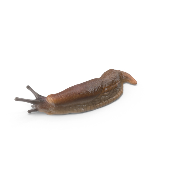 Slug PNG Images & PSDs for Download | PixelSquid - S10604833C