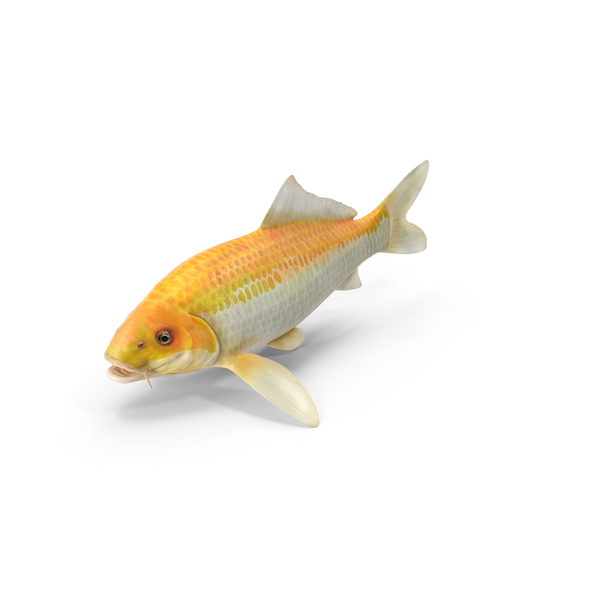 Koi Fish PNG Images & PSDs for Download | PixelSquid - S11122404E
