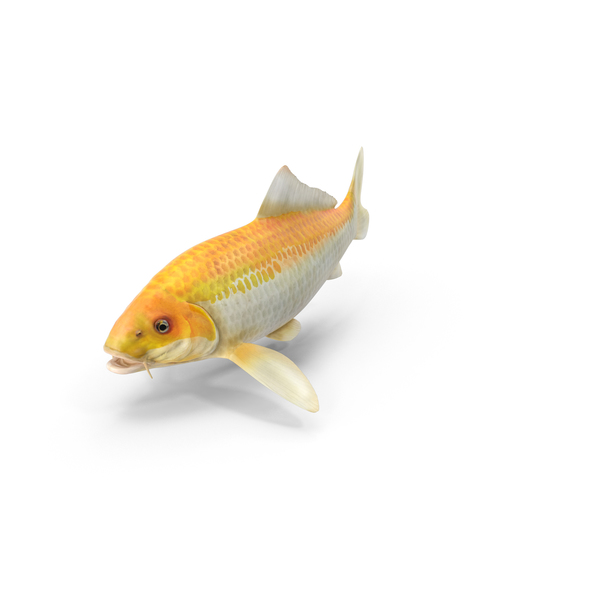 Koi Fish PNG Images & PSDs for Download | PixelSquid - S11122404E