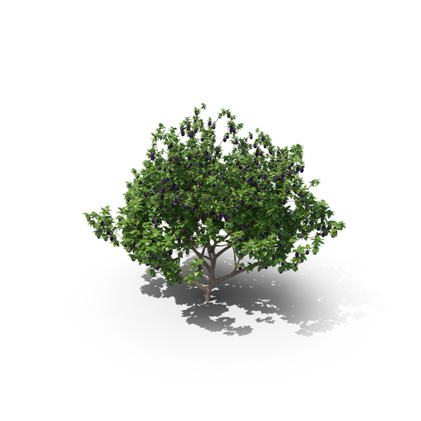 Plum Tree PNG Images & PSDs for Download | PixelSquid - S113807401