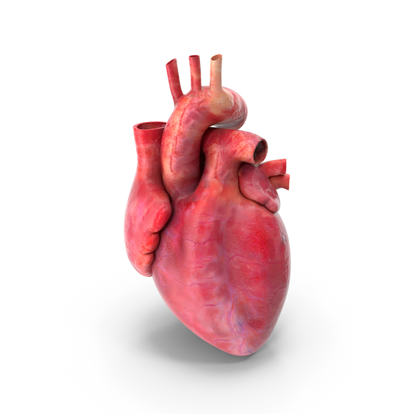 Human Heart PNG Images & PSDs for Download | PixelSquid - S106059600