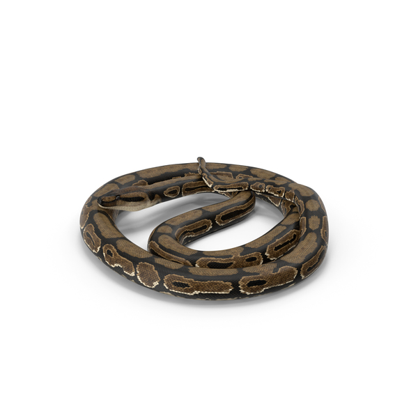 Brown Python Snake Attack Pose PNG Images & PSDs for Download ...