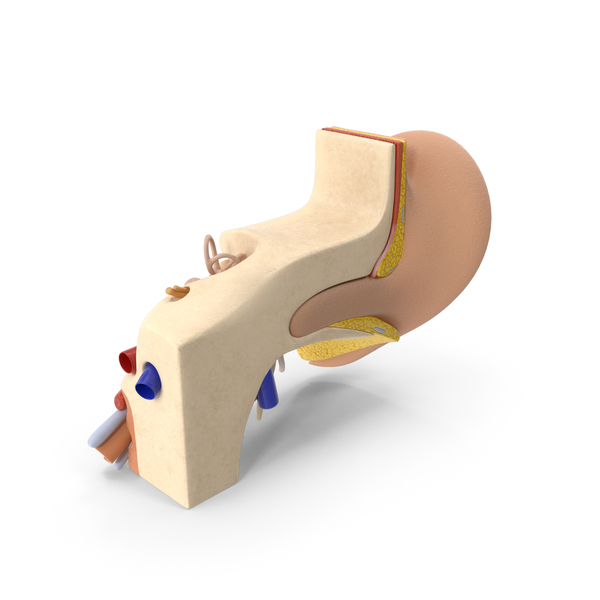 Inner Ear PNG Images & PSDs for Download | PixelSquid - S11824340F