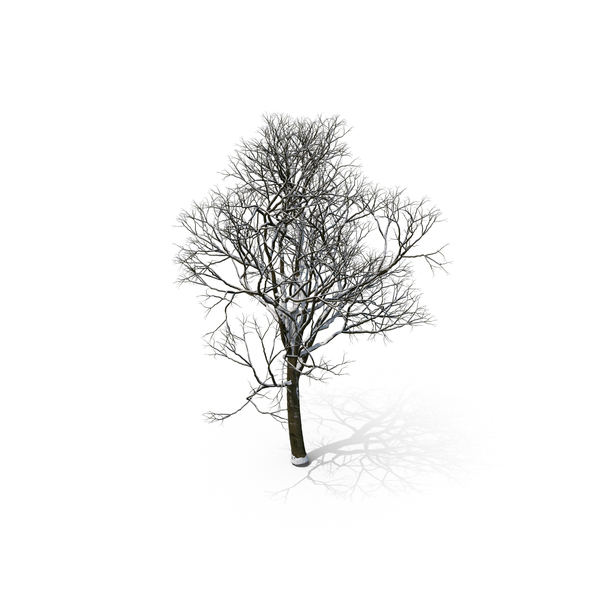 Winter Tree PNG Images & PSDs for Download | PixelSquid - S11380843A