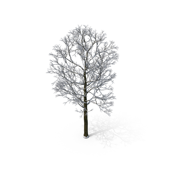 Winter Tree PNG Images & PSDs for Download | PixelSquid - S113809253