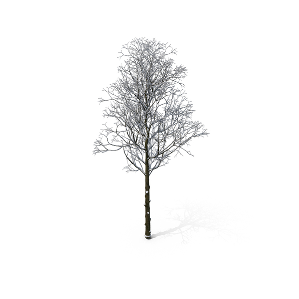 Winter Tree PNG Images & PSDs for Download | PixelSquid - S113809253