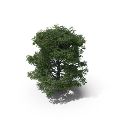 Tree PNG Images & PSDs for Download | PixelSquid