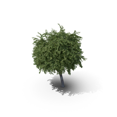 Tree PNG Images & PSDs for Download | PixelSquid