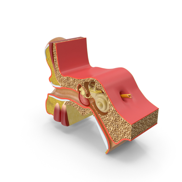 Ear Anatomy PNG Images & PSDs for Download | PixelSquid - S112263321