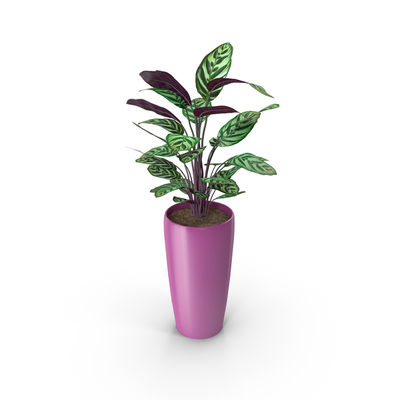 Calathea PNG Images & PSDs for Download | PixelSquid
