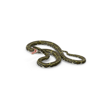 Snake PNG Images & PSDs for Download | PixelSquid