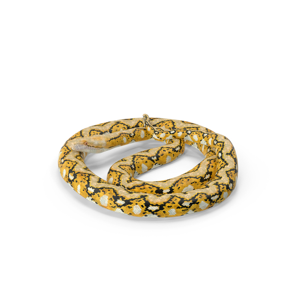 Green Python Snake Attack Pose PNG Images & PSDs for Download ...