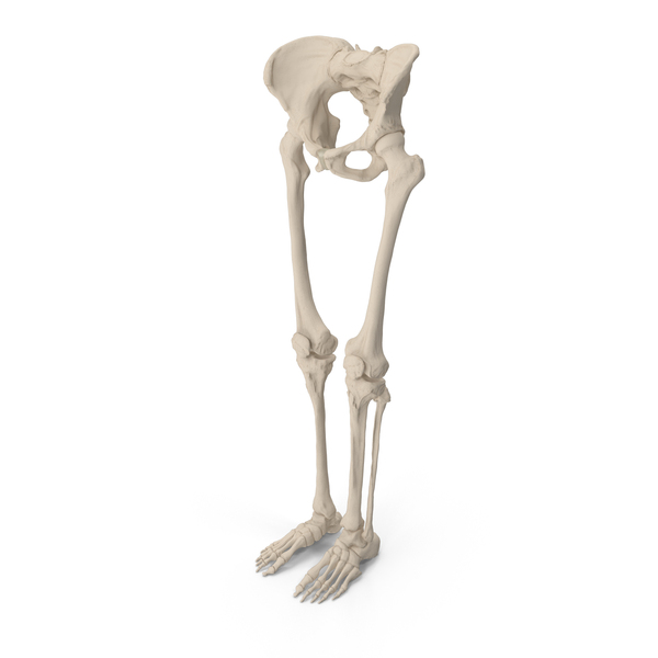 Human Male Lower Body Skeleton PNG Images & PSDs for Download ...