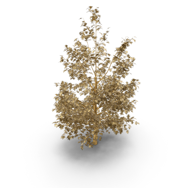 White Oak Tree Autumn PNG Images & PSDs for Download | PixelSquid ...