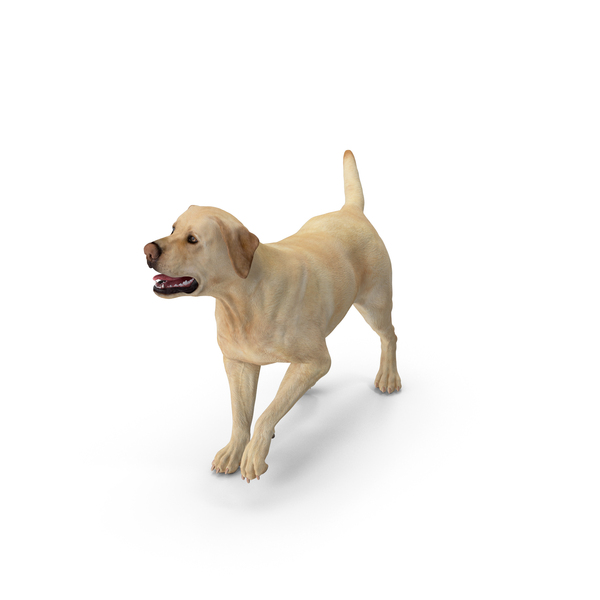 Labrador Dog Brown Walking PNG Images & PSDs for Download | PixelSquid ...