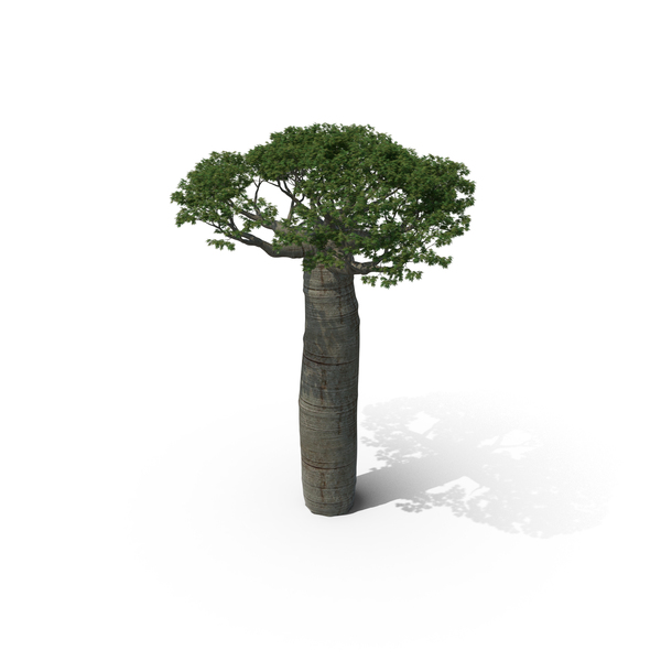 Baobab Tree PNG Images & PSDs for Download | PixelSquid - S113320361