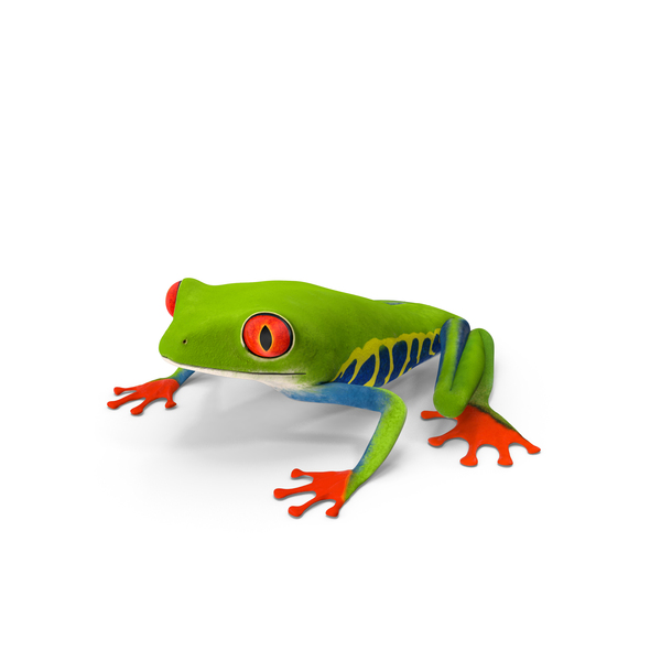 Tree Frog On Tree Pose PNG Images & PSDs for Download | PixelSquid ...
