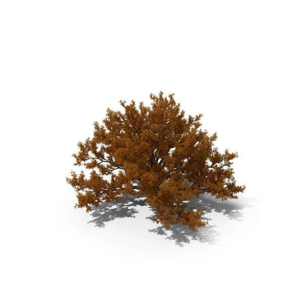 White Oak Tree Autumn PNG Images & PSDs for Download | PixelSquid ...