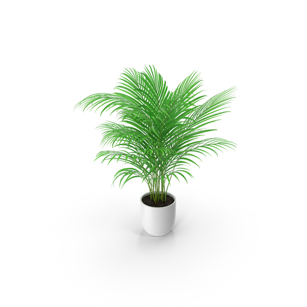 Areca PNG Images & PSDs for Download | PixelSquid