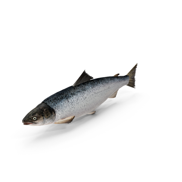 Atlantic Salmon PNG Images & PSDs for Download | PixelSquid - S111210826