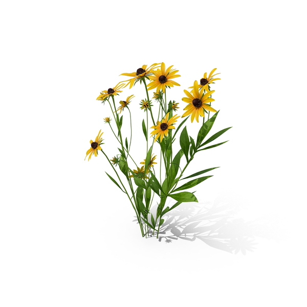 Black-Eyed Susans PNG Images & PSDs for Download | PixelSquid - S106044089
