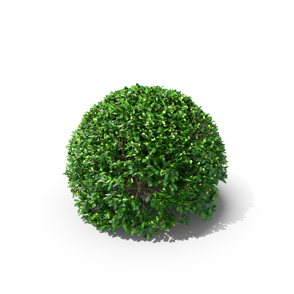 Hedges PNG Images & PSDs for Download | PixelSquid