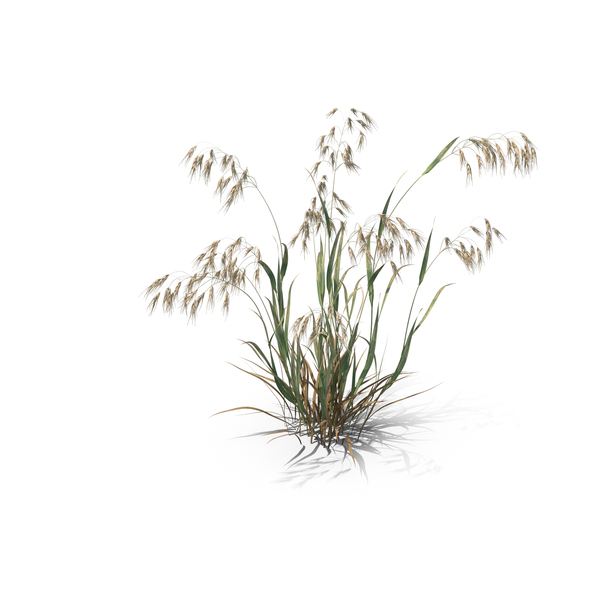 Dead Plant PNG Images & PSDs for Download | PixelSquid