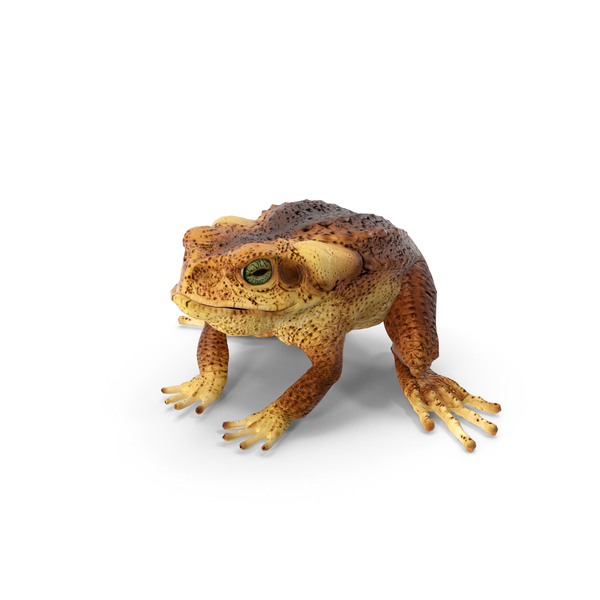 Toad PNG Images & PSDs for Download | PixelSquid