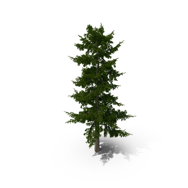 Cedar PNG Images & PSDs for Download | PixelSquid