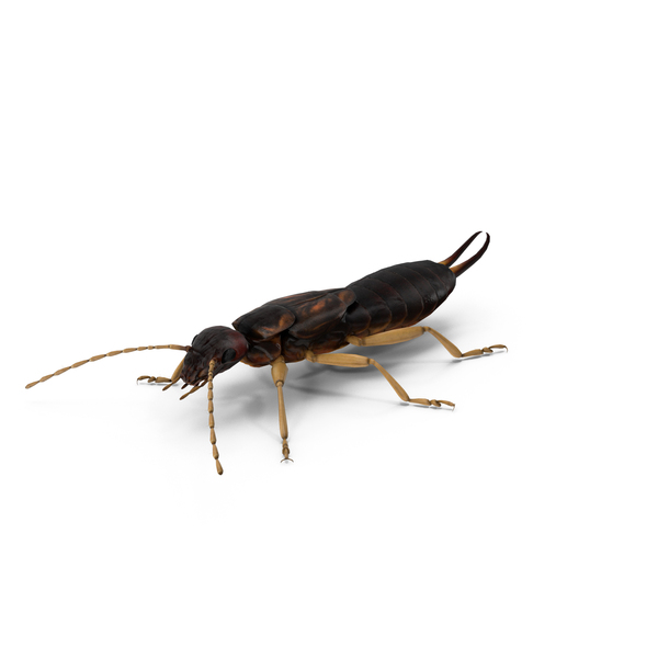 Earwig PNG Images & PSDs for Download | PixelSquid - S111829807