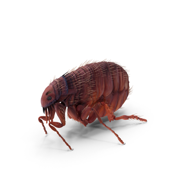 Potato Bug PNG Images & PSDs for Download | PixelSquid