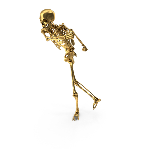 Human Skull PNG Images & PSDs for Download | PixelSquid