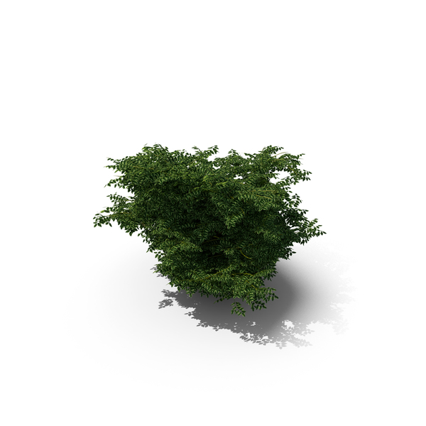 Boxwood Tree PNG Images & PSDs for Download | PixelSquid