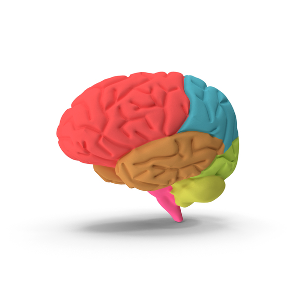 Nerve PNG Images & PSDs for Download | PixelSquid