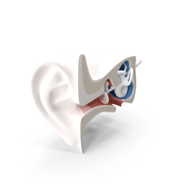 Inner Ear PNG Images & PSDs for Download | PixelSquid - S11824340F