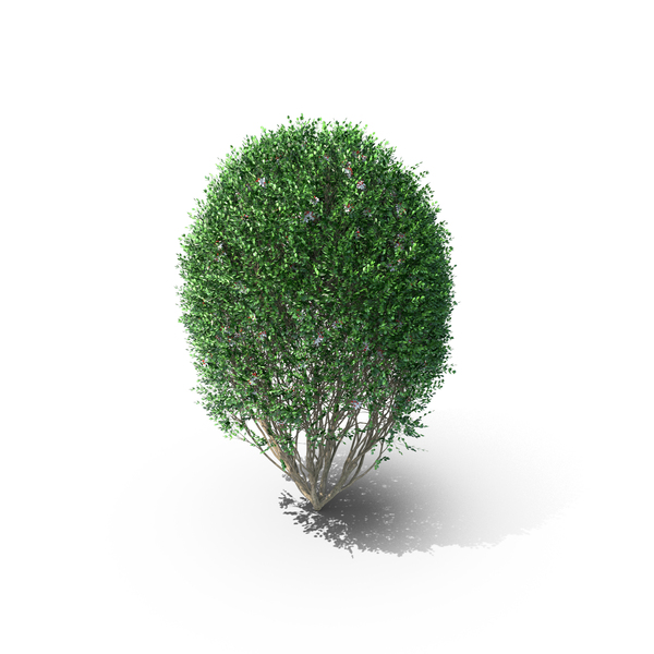 Tree Shape PNG Images & PSDs for Download | PixelSquid
