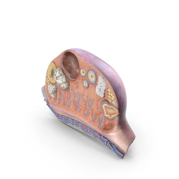 Science PNG Images & PSDs for Download | PixelSquid