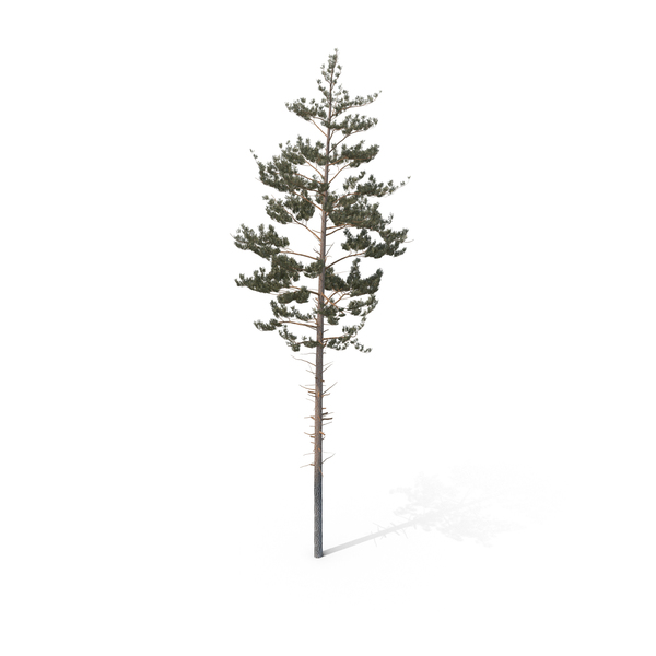 Serialize And Deserialize A Binary Tree Leetcode Png Images And Psds For Download Pixelsquid
