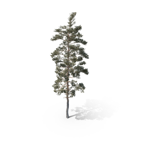 Serialize And Deserialize A Binary Tree Leetcode PNG Images & PSDs for ... Serialize And Deserialize A Binary Tree Leetcode PNG Images & PSDs for ...