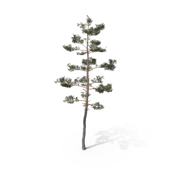 Serialize And Deserialize A Binary Tree Leetcode PNG Images & PSDs for ... Serialize And Deserialize A Binary Tree Leetcode PNG Images & PSDs for ...