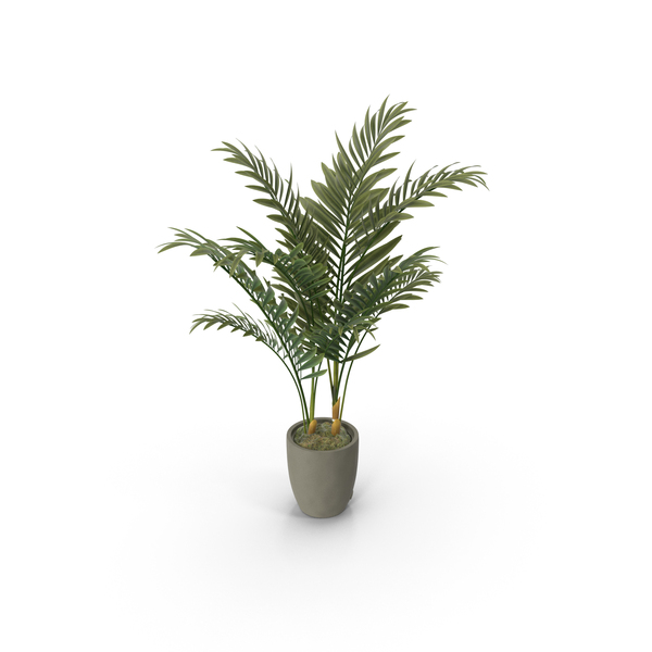Areca PNG Images & PSDs for Download | PixelSquid