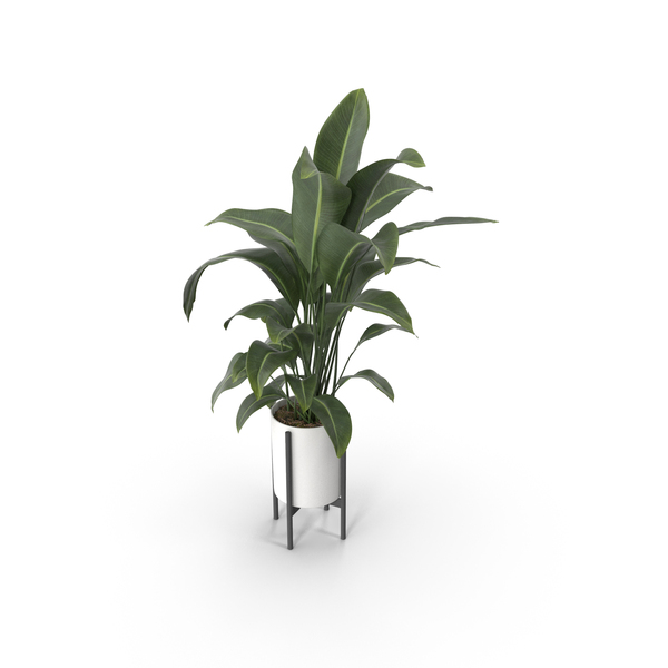 Ficus PNG Images & PSDs for Download | PixelSquid