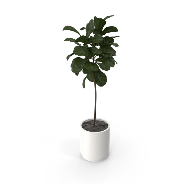 Ficus PNG Images & PSDs for Download | PixelSquid