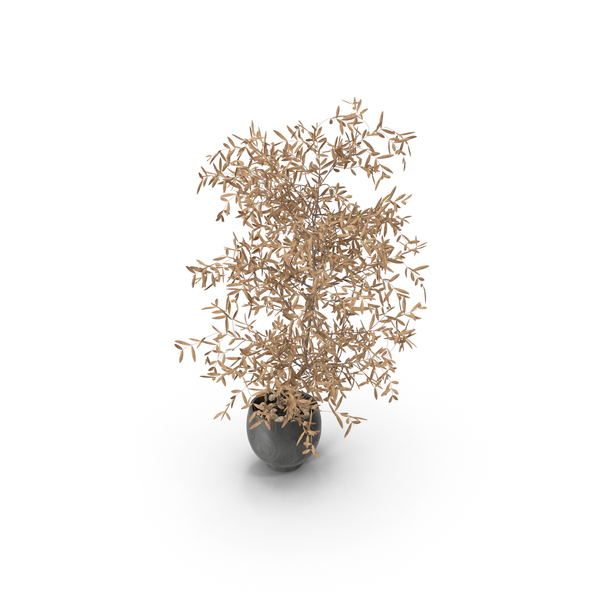 Sapling PNG Images & PSDs for Download | PixelSquid