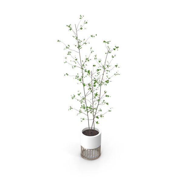 Sapling PNG Images & PSDs for Download | PixelSquid