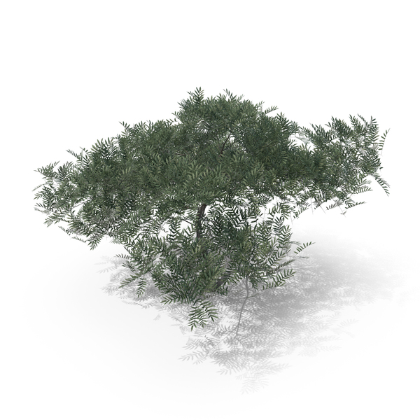 Rhus PNG Images & PSDs for Download | PixelSquid