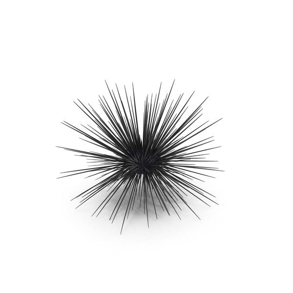 Urchin PNG Images & PSDs for Download | PixelSquid