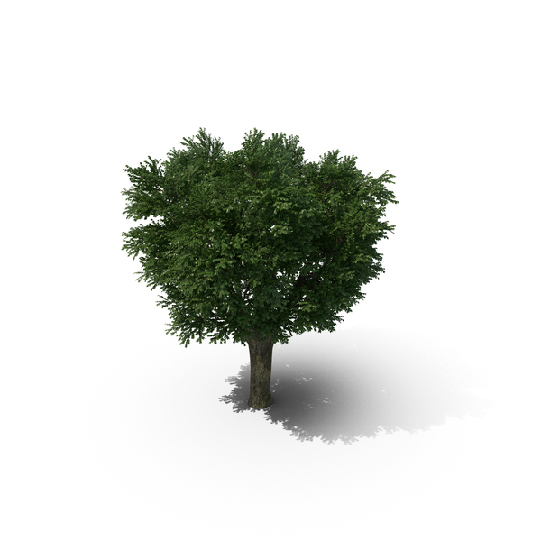 Hazel Tree PNG Images & PSDs for Download | PixelSquid